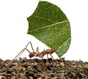 Proverb Commentaries – Let God Be True!